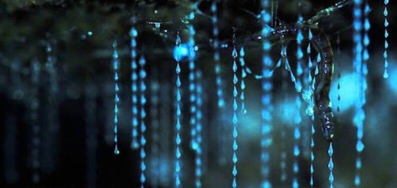 Glow Worm Caves & Springbrook National Park | FlightsHotelsBook